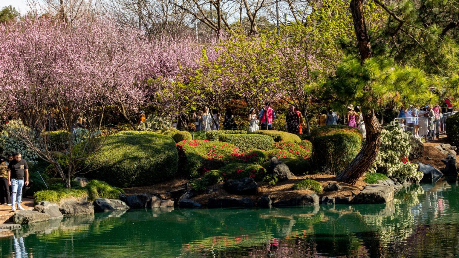 Sydney Cherry Blossom Festival will turn Auburn pink in August - Sydney ...