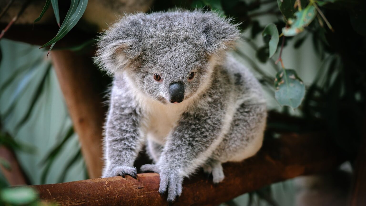 Our guide to Featherdale Sydney Wildlife Park - Sydney Travel Guide